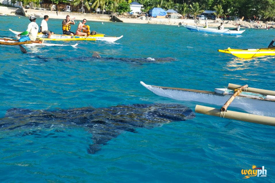 Oslob Cebu Whale Shark Experience and Travel Guide - WayPH.com