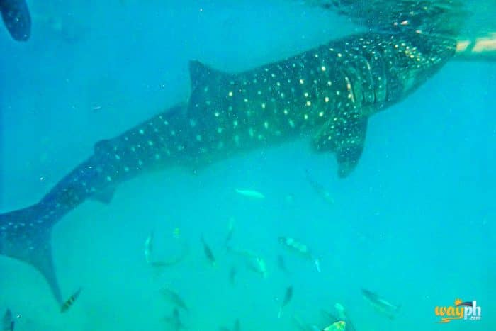 Oslob Cebu Whale Shark Experience and Travel Guide - WayPH.com